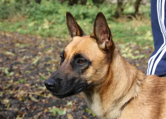 5 Fakta Malinois Belgian, Anjing Penyerang ART Hingga Tewas