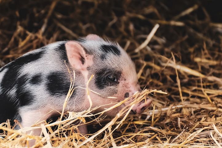 Virus Hog Cholera Bikin Resah, Peternak Babi di Medan Diajak Beralih ...